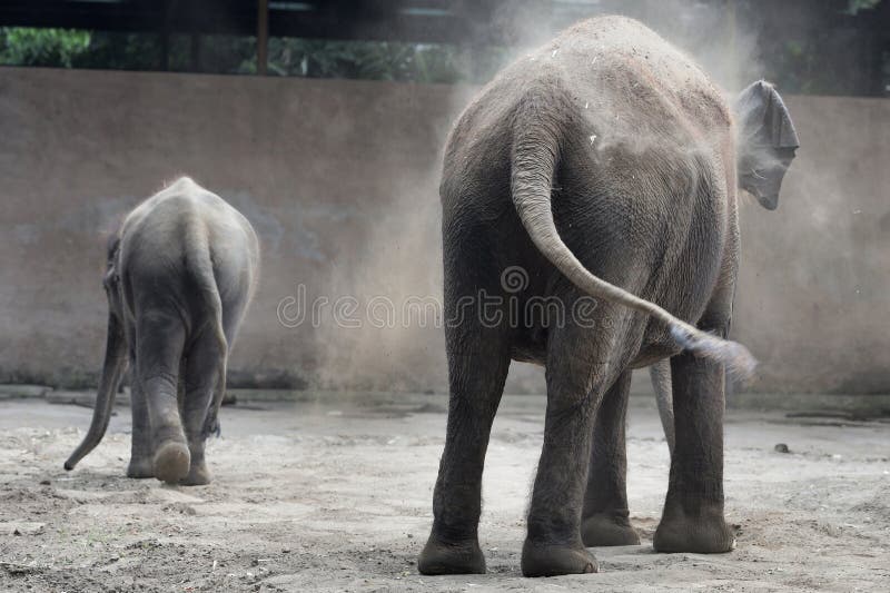 Back View of Elephants in Outdoor Enclosure at the Zoo Stock Photo ...
