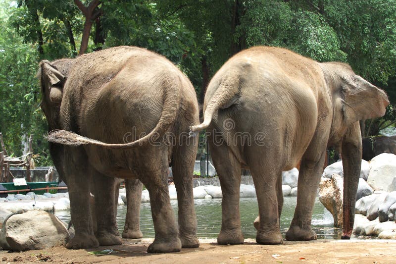 Back View of Elephants in Outdoor Enclosure at the Zoo Stock Photo ...