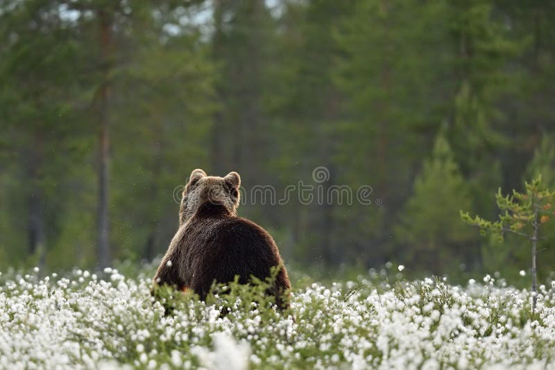 Bear Cub on Its Back, Relaxing at Summer Stock Photo - Image of nature ...