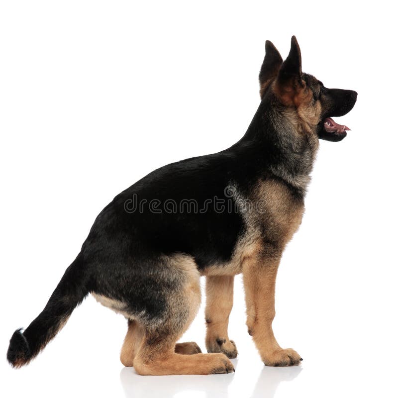 Back View of Excited German Shepard Looking Up To Side Stock Image ...