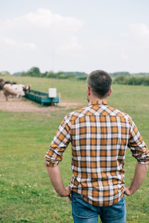 Back View of Farmer Standing with Hands on Waist and Looking at Cattle ...
