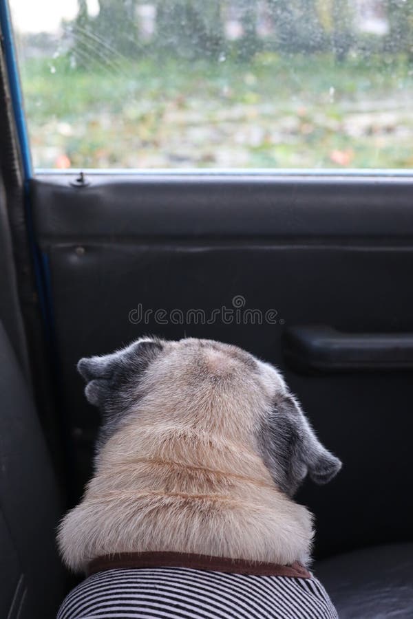 Dog Cat Sitting Back Car Stock Photos - Free & Royalty-Free Stock ...