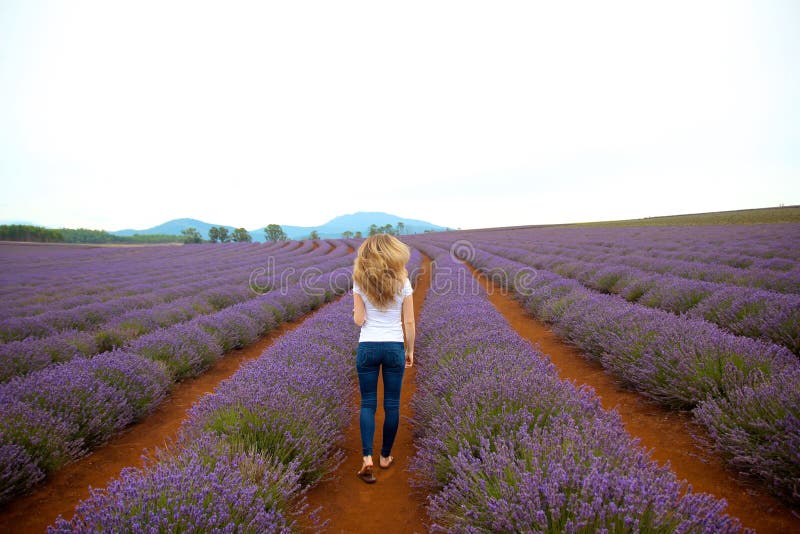 Back View of a Female Walking in a Lavender Field Stock Photo - Image ...