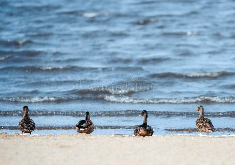 Back View of a Flock of Wild Mallard Ducks Standing Infront Stock Photo ...