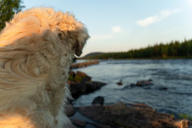 Back View of a Fluffy Golden Dog Looking Over a River Stock Photo ...