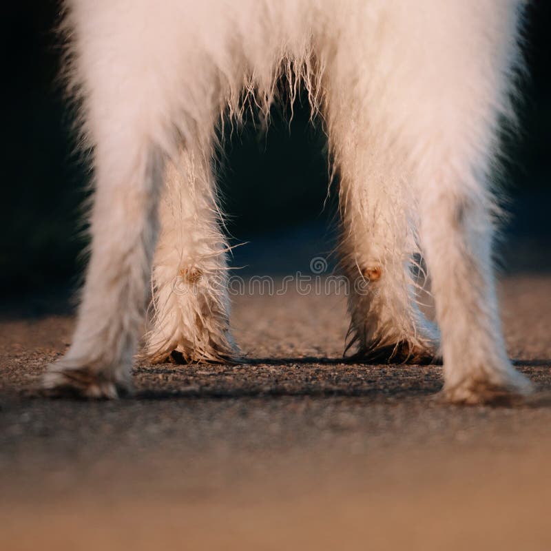 Back View of Fluffy Samoyed Dog Legs Outdoors Stock Photo - Image of ...