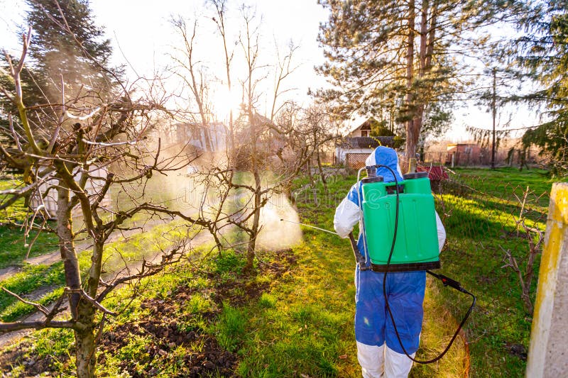 Back View On Gardener In Protective Overall Sprinkles Fruit Trees With