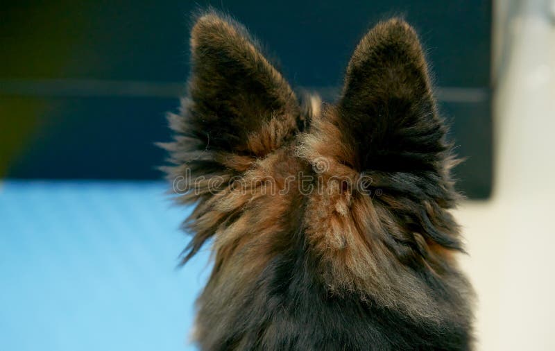 Back View of German Shepherd Dog Head Look and Wait for Owner in Room ...