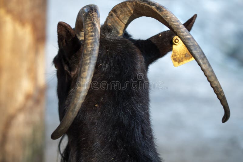 Back head of goat stock image. Image of spain, animal - 11820075