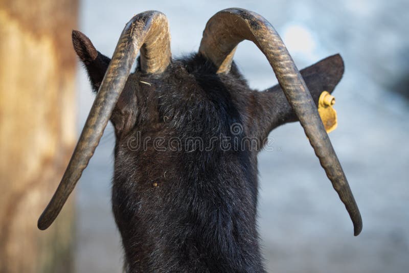 Back View of Goat`s Head Horns Stock Photo - Image of animal ...