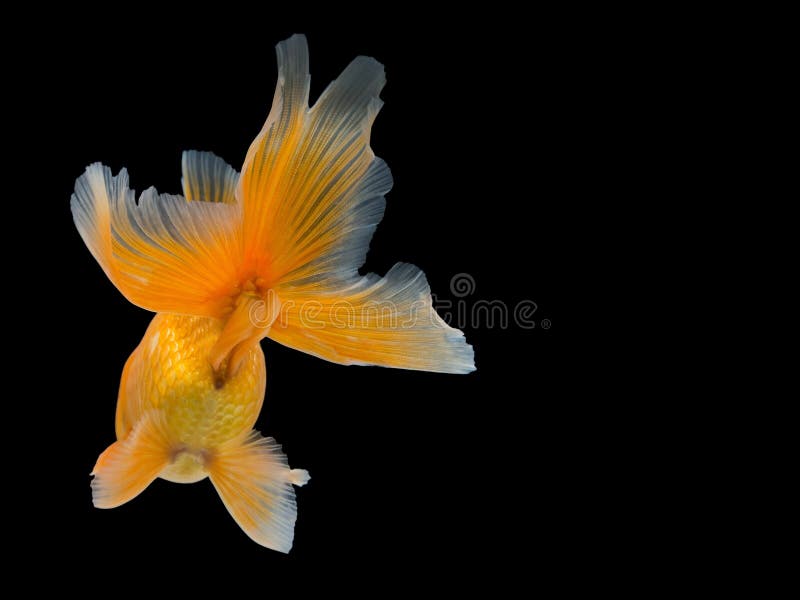 Goldfish Tails Stock Photos - Free & Royalty-Free Stock Photos from ...