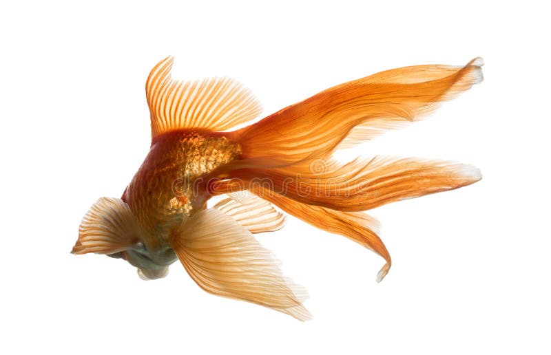 Back View of a Goldfish in Water, Islolated on White Stock Image ...