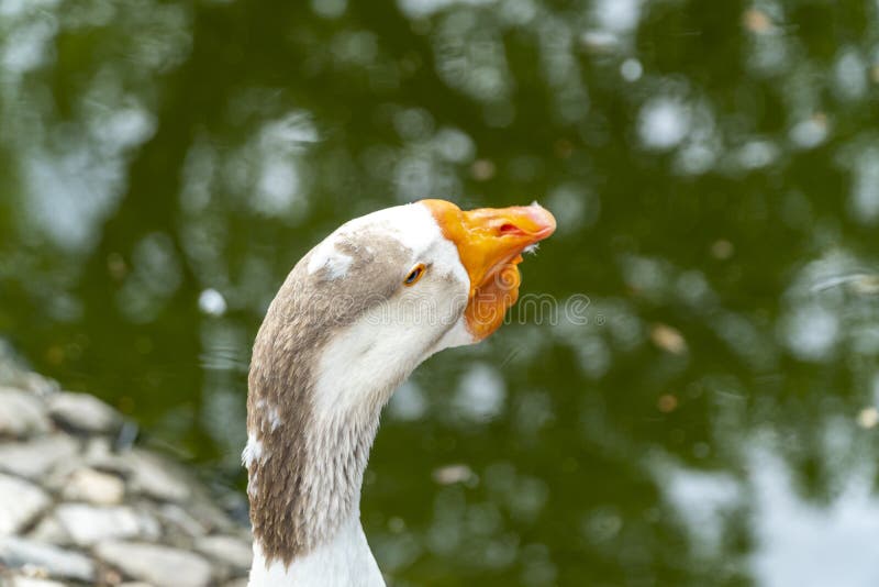 Back view of a goose head stock photo. Image of person - 145760572