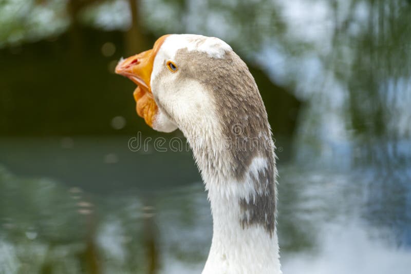 Back view of a goose head stock photo. Image of person - 145760572