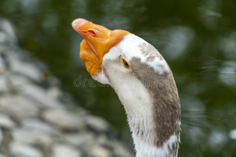 Back view of a goose head stock photo. Image of beak - 145760694