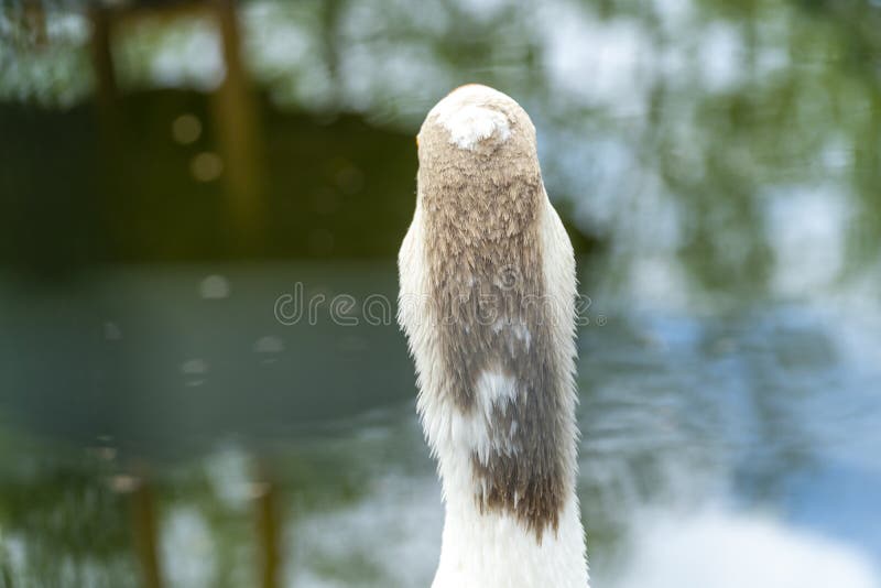 Back view of a goose head stock photo. Image of beak - 145760694