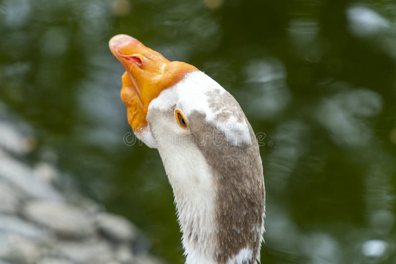 Back view of a goose head stock photo. Image of person - 145760572