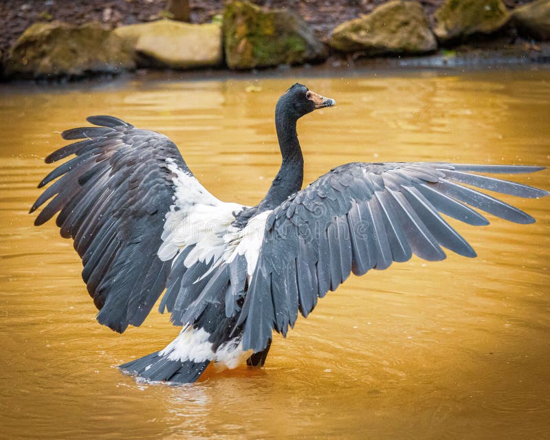 Back View of Goose with Open Wings in Water Stock Photo - Image of ...