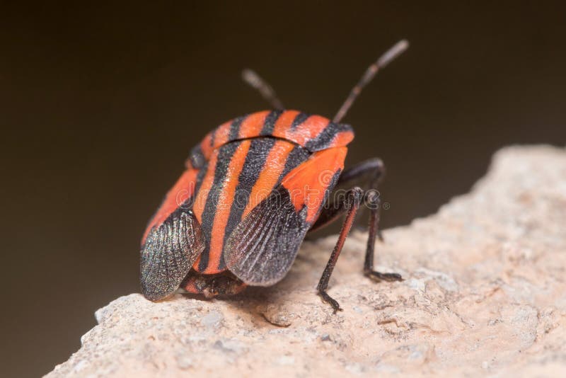 Back View of Graphosoma Lineatum Shield Bug Opening the Wings Stock ...
