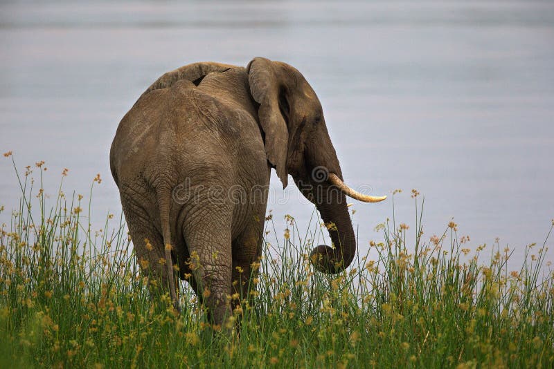 Back View of a Gray Elephant Against at Lakeside in Tanzania Stock ...