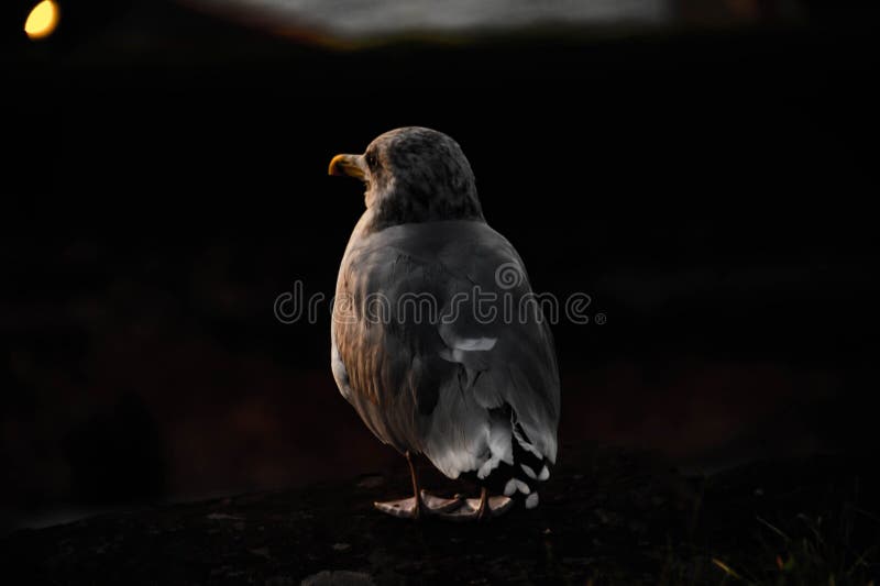 746 Seagull Back View Stock Photos - Free & Royalty-Free Stock Photos ...