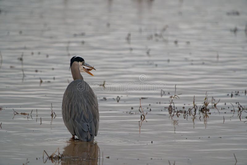 Back View of Great Blue Heron in the Pond with Fish in the Beak and Dry ...