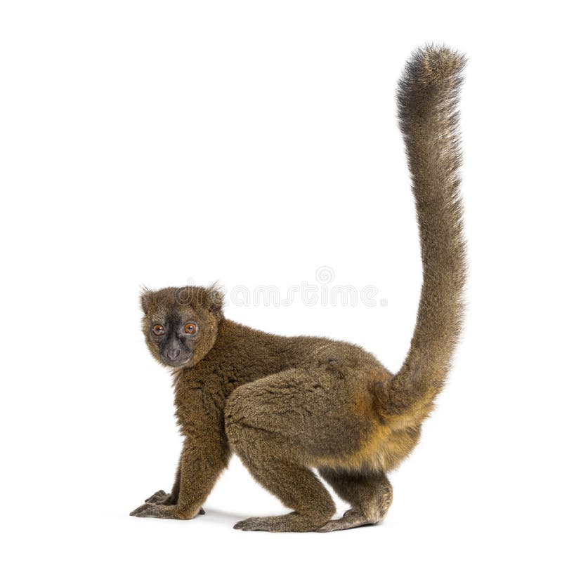 Back View of a Greater Bamboo Lemur Looking at the Camera, Prolemur ...