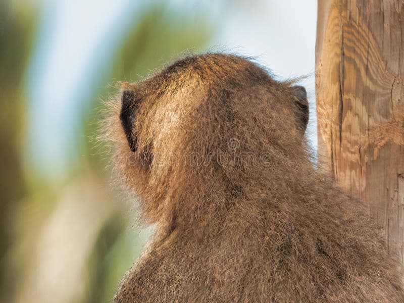 26,905 Hairy Monkey Stock Photos - Free & Royalty-Free Stock Photos ...