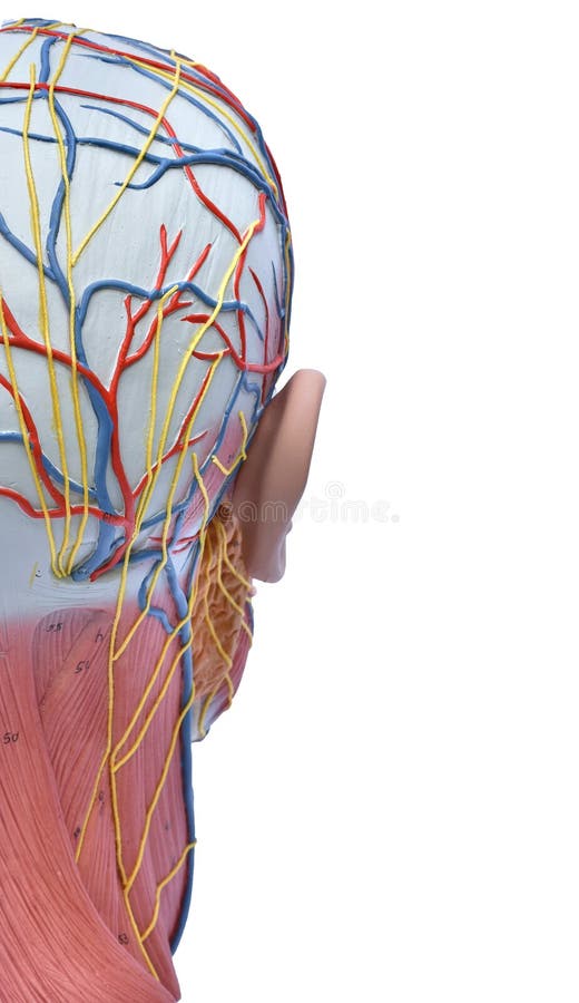 Half-head human model stock image. Image of multicolour - 101168043