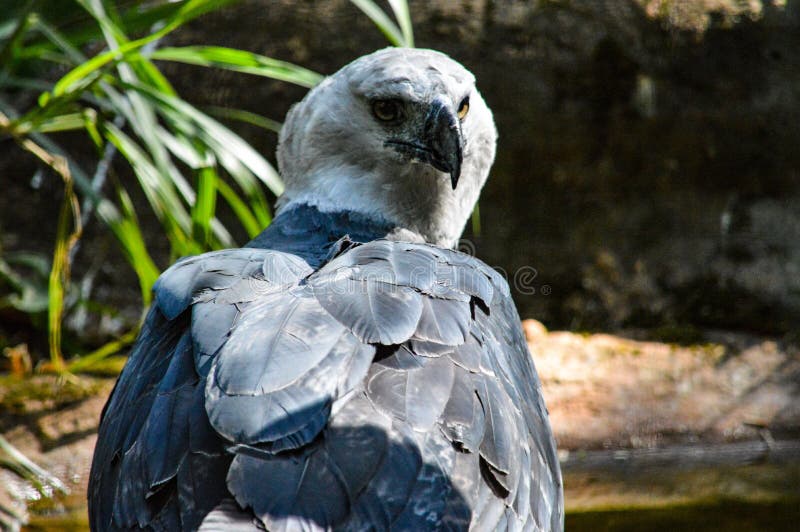 Back view of a harpy eagle stock photo. Image of shallow - 265066998