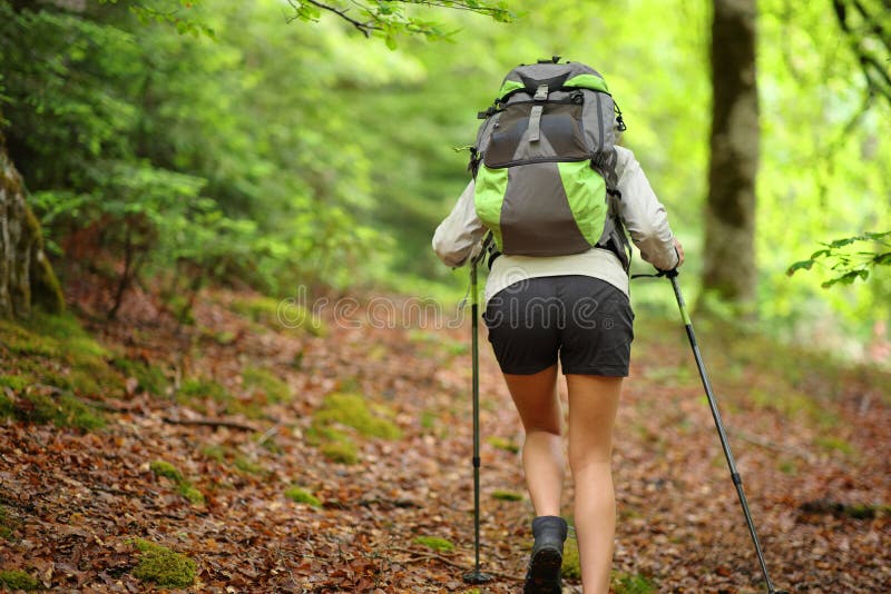 Back View of a Hiker Walking in a Forest Stock Photo - Image of back ...