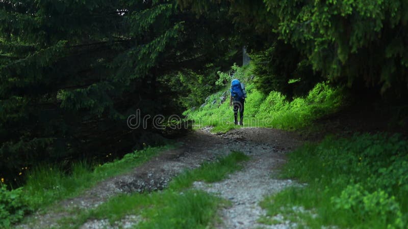 Back View of a Hiker Walking on a Pathway through a Dense Forest Stock ...