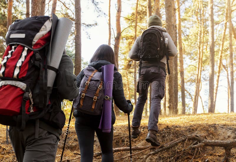 Back View of Hikers Exploring Forest Together Stock Photo - Image of ...