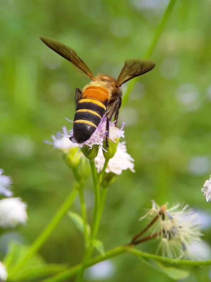 Back View of Honey Bee Hunting for Nectar on Grass Flowers Stock Photo ...
