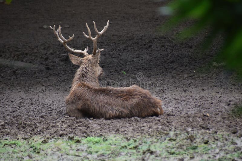 Back View of Horned Deer Resting on the Ground Stock Photo - Image of ...