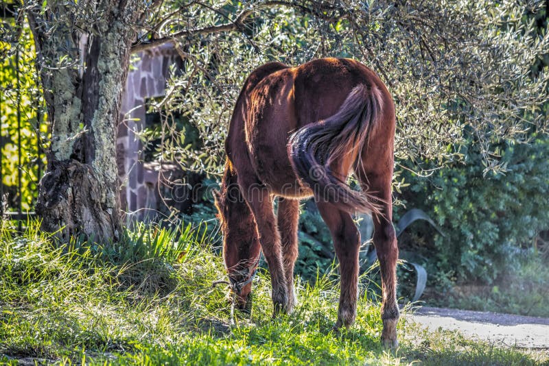 Back View of a Horse Grazing Stock Photo - Image of horse, eating: 67921660