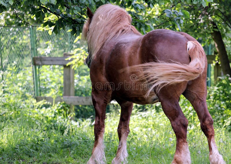 Back View of a Horse Standing in the Garden Stock Photo - Image of ...