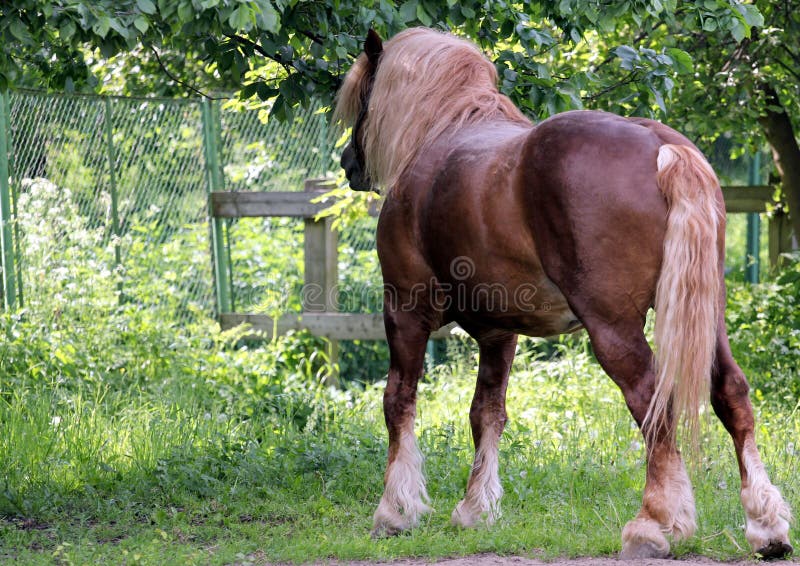 Back View of a Horse Standing in the Garden Stock Image - Image of ...