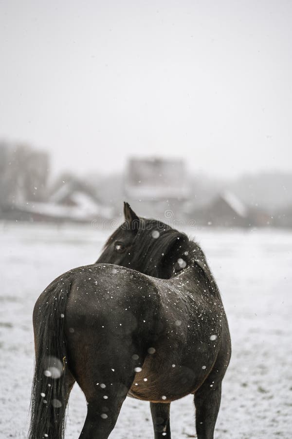 Back View of a Horse in a Winter Landscape Stock Image - Image of ...