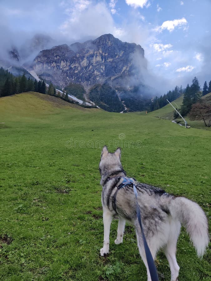 Back View of Husky Standing in Front of Mountains Stock Image - Image ...