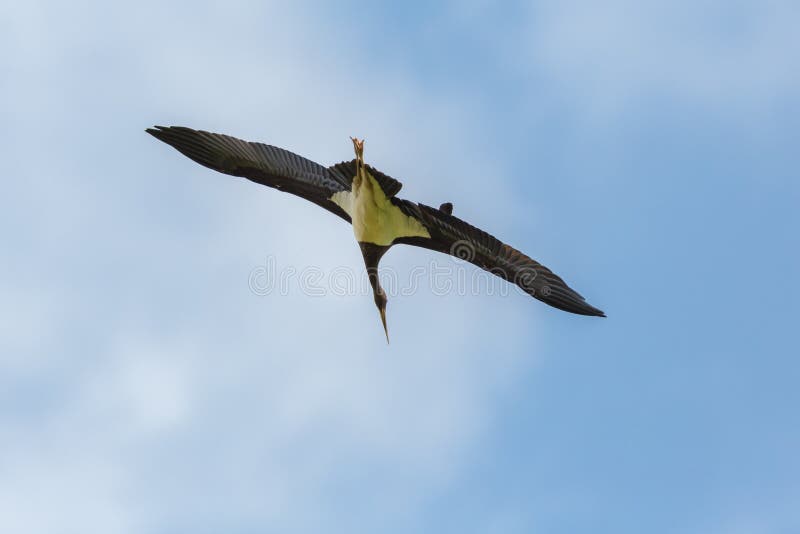 161 Bird Back View Spread Wings Photos - Free & Royalty-Free Stock ...
