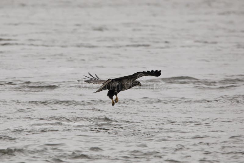 Back View of a Juvenile Bald Eagle Flying Over the Mississippi River ...