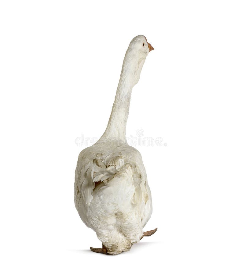Back View of Kholmogory Goose Going Away Stock Photo - Image of ...
