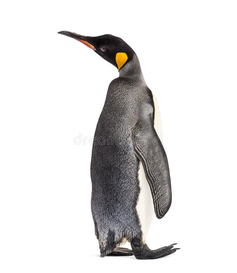 Back View of a King Penguin Stock Image - Image of patagonicus, animal ...