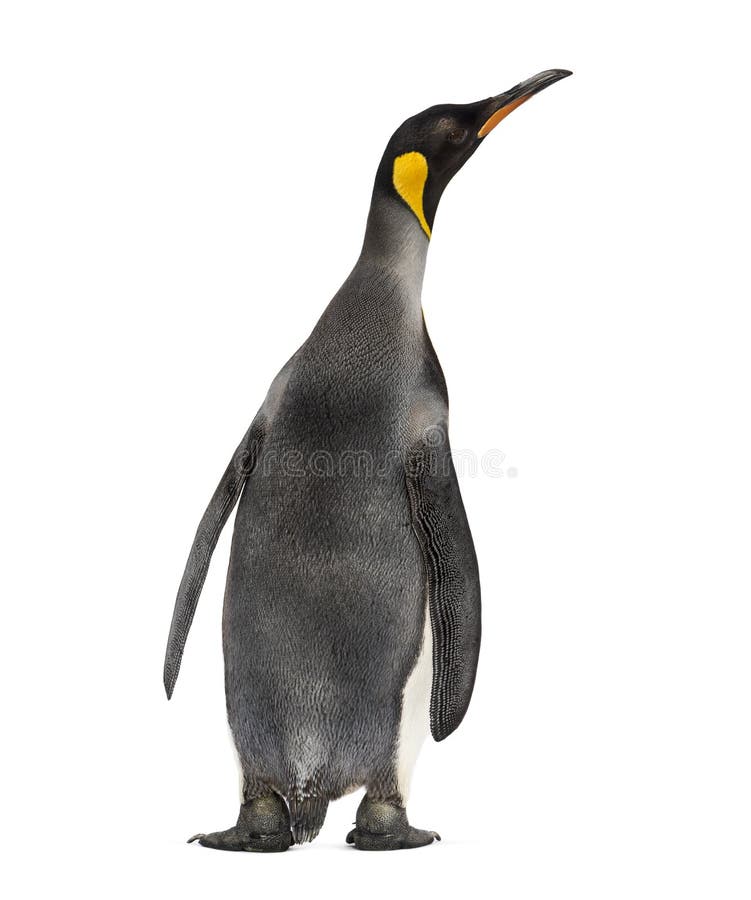 878 Back Penguin Stock Photos - Free & Royalty-Free Stock Photos from ...