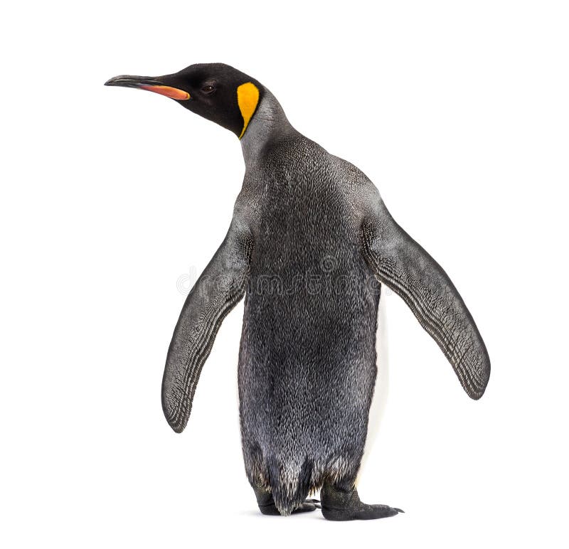 Back View of a King Penguin Stock Photo - Image of yellow, view: 176178752