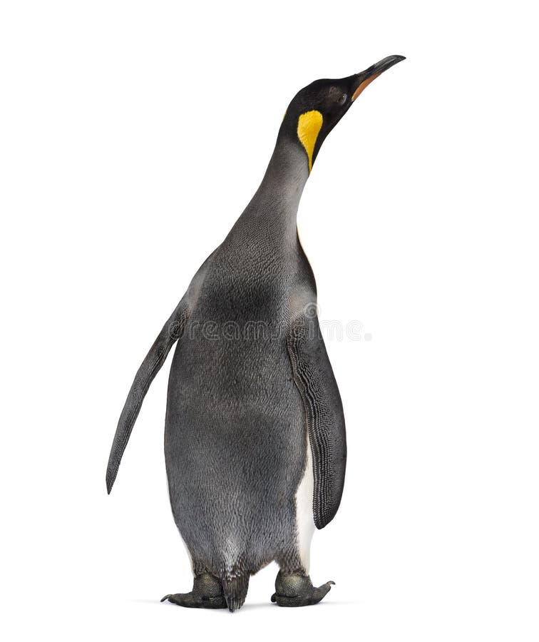 King Penguin Standing, Isolated Stock Image - Image of view, fauna ...