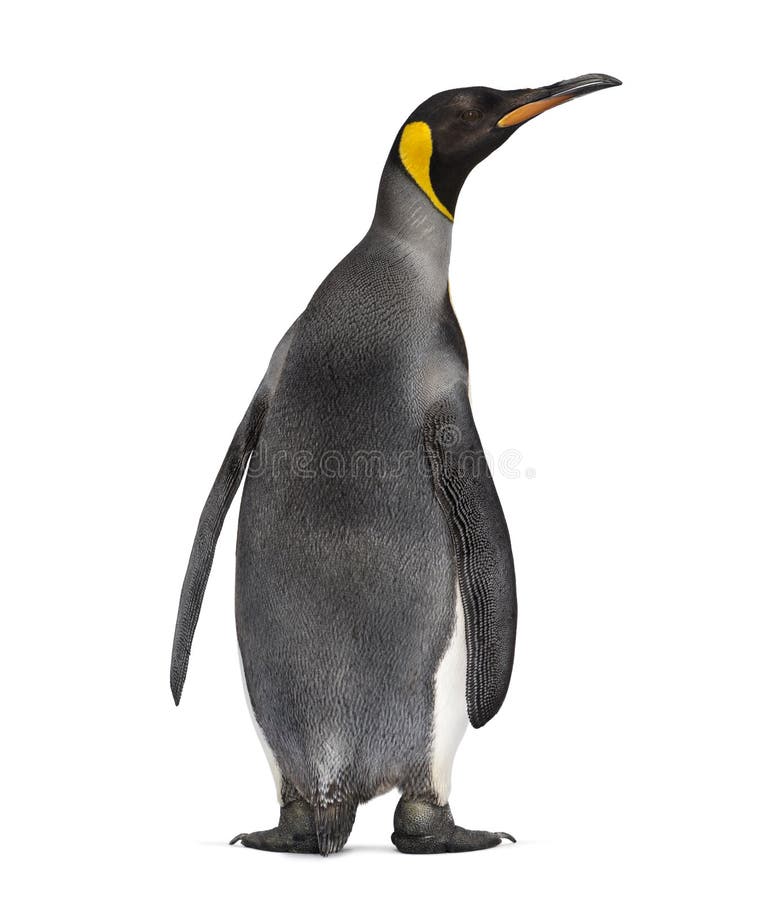 King Penguin Standing, Isolated Stock Photo - Image of cold, vertebrate ...