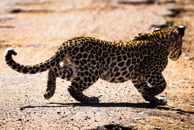Back View of Leopard Running on Rocky Ground Stock Photo - Image of ...
