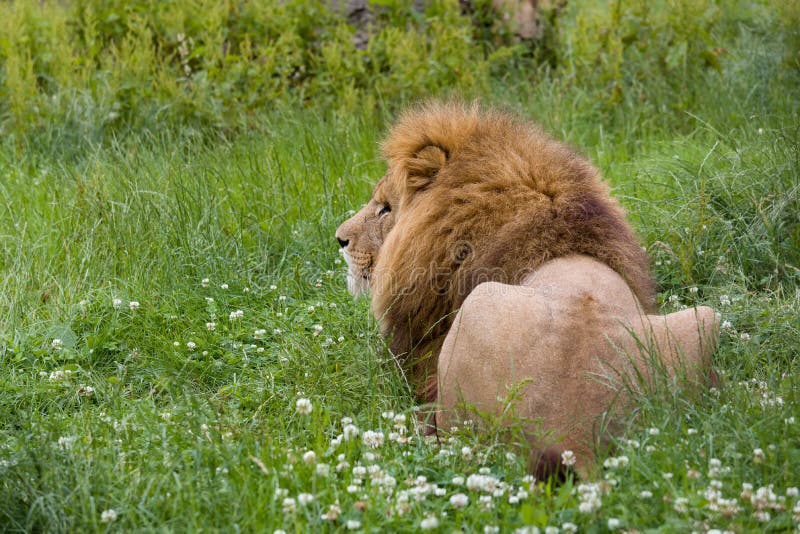 Back view of a lion stock image. Image of outdoor, nature - 117782557